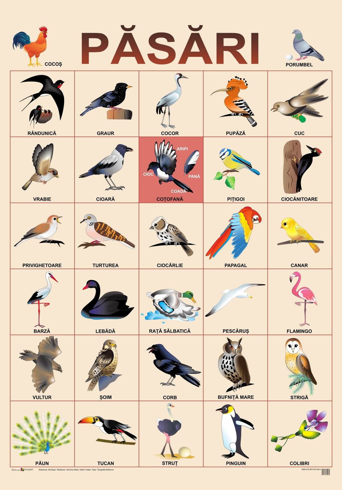 Insecte şi păsări; planșe - Editura Epigraf